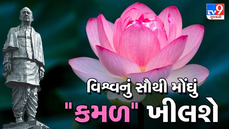 Narmada : SOU ખાતે વિશ્વનું સૌથી મોંઘુ "કમળ"નું ફુલ ખીલશે, રાષ્ટ્રીય ...