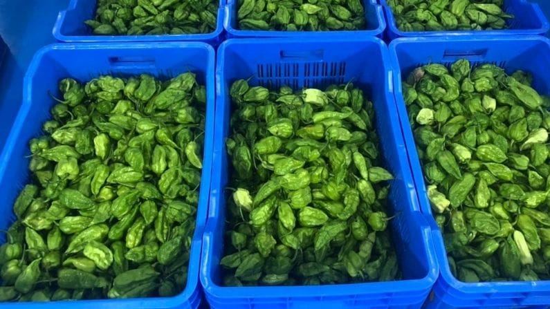 King Chilli : વિશ્વની સૌથી તીખી મરચાંથી DRDOએ બનાવ્યો બોમ્બ, ભારતથી ...