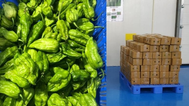 King Chilli : વિશ્વની સૌથી તીખી મરચાંથી DRDOએ બનાવ્યો બોમ્બ, ભારતથી ...