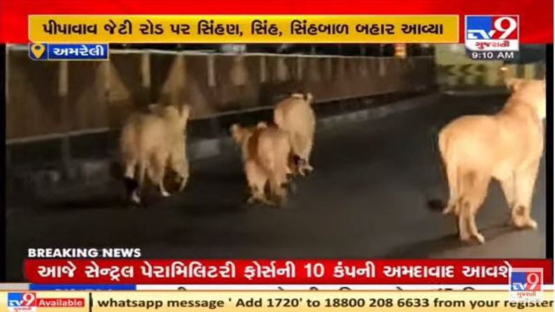 Amreli : સિંહ પરિવારના પીપાવાવ જેટી પાસે આંટાફેરા, વિડીયો થયો વાયરલ - Gujarati News | Amreli ...