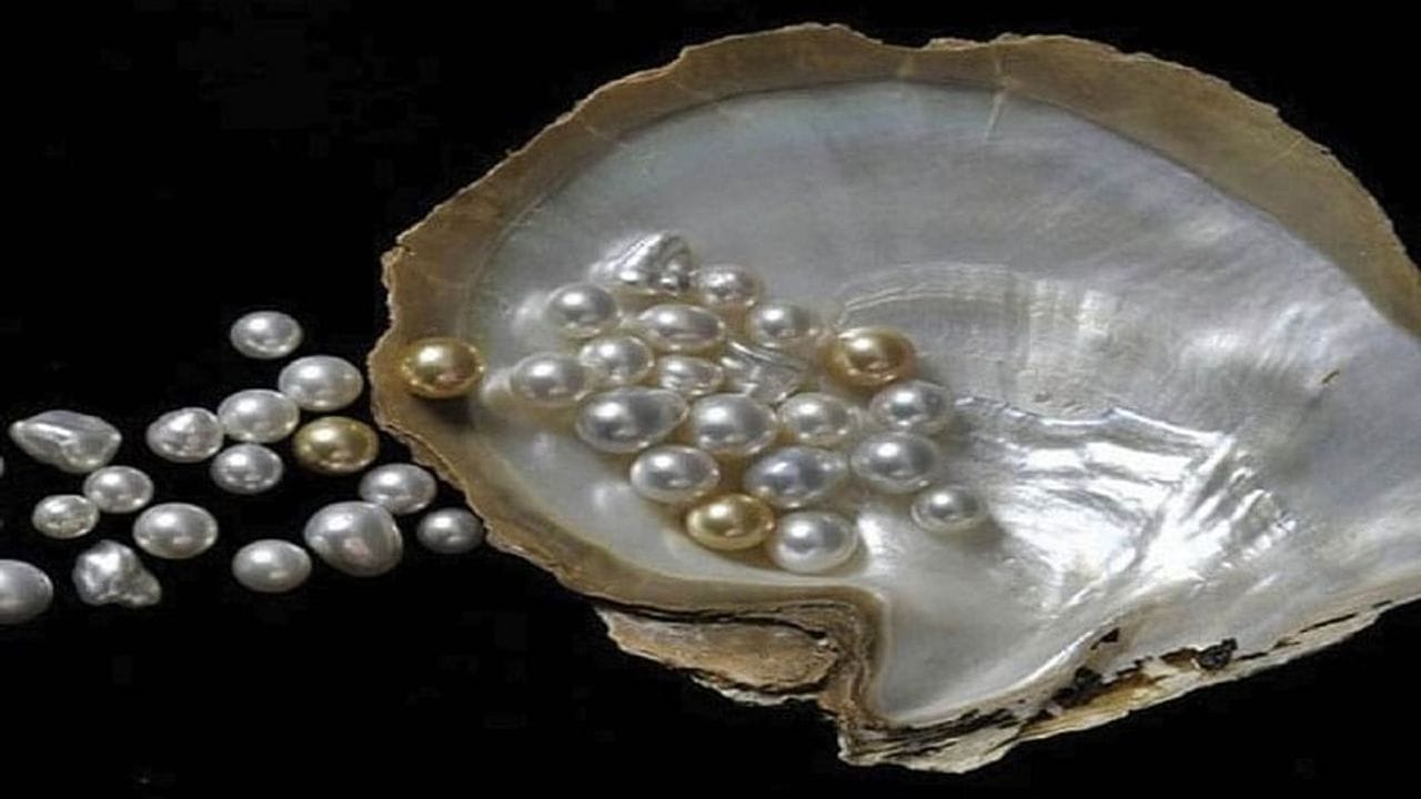 Pearl Farming: મોતીની ખેતીથી માલામાલ થઇ રહ્યા છે ખેડૂતો, જાણો આ ખેતી ...