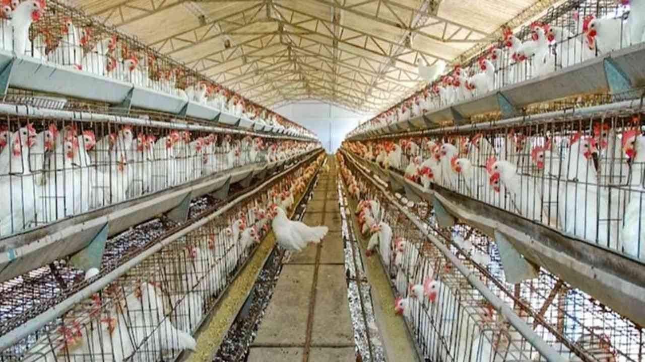 Poultry Farming : મરઘા પાલનમાં ઓછા રોકાણથી થાય છે સારી કમાણી, જાણો ખર્ચ ...