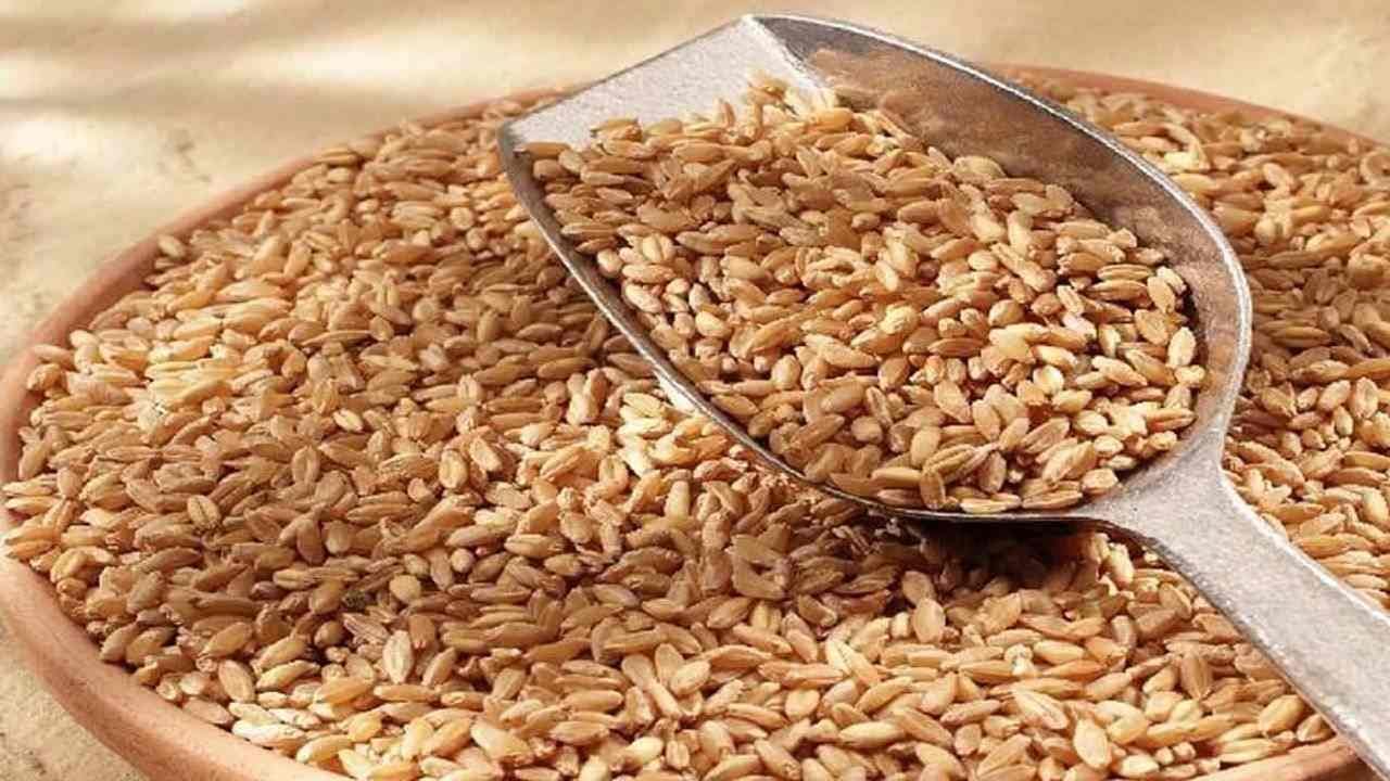 ખેડૂતો આ વખતે કરો ભાલીયા ઘઉંની ખેતી, પ્રોટીનથી ભરપૂર અને સ્વાદમાં મીઠા ...