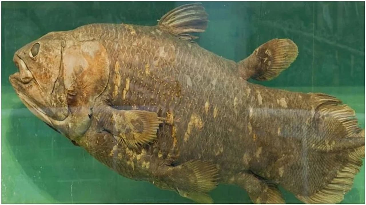 અમે વાત કરી રહ્યા છીએ Coelacanth માછલીની. આ રહસ્યમય માછલી પૃથ્વી પર ...