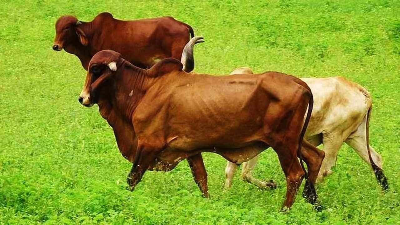ગીર ગાય એક દિવસમાં 50 લીટર સુધી આપી શકે છે દુધ, જાણો ગીર ગાય નામ પડવા ...