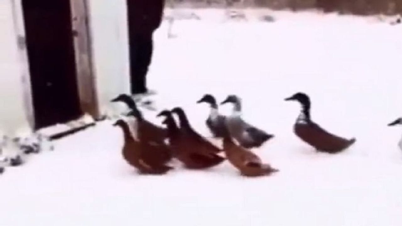 Viral Video : મસ્તીના મૂડમાં બતકોએ કર્યુ કંઈક આવુ, ઈન્ટરનેટ પર મજેદાર ...