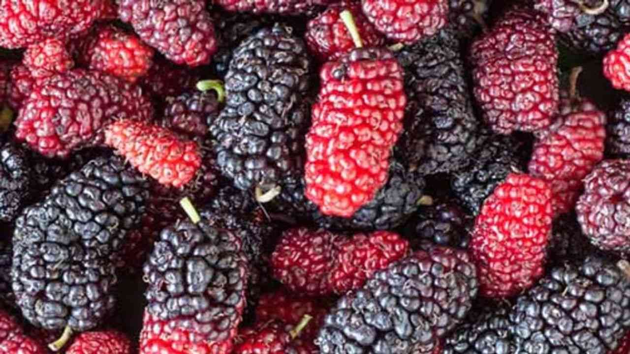 Health : પ્રોટીન, વિટામીન અને ખનિજોના ઉત્તમ સ્ત્રોત શેતૂરના જાણો ...