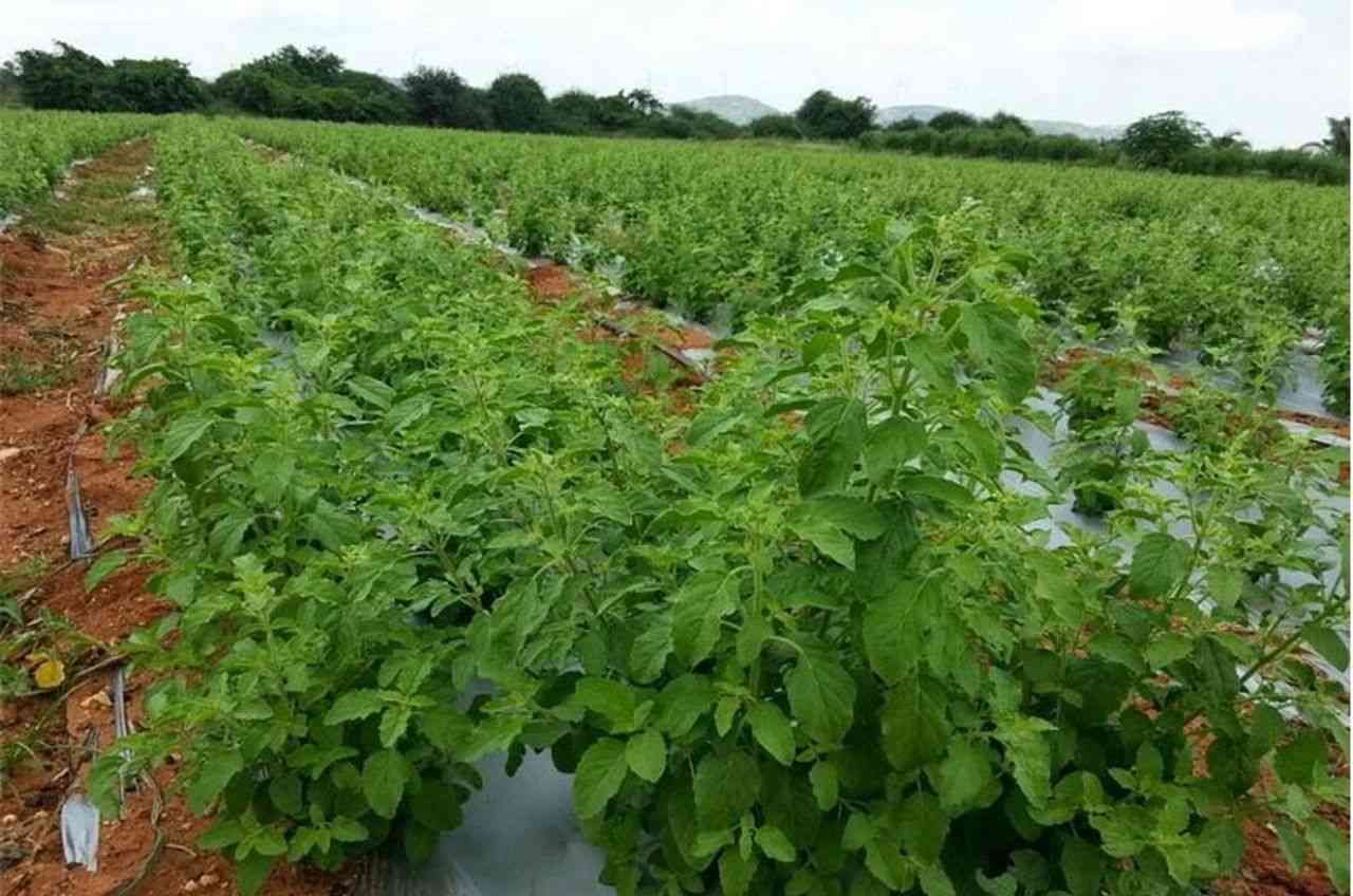 Tulsi farming: તુલસીની ખેતી કરીને કરી શકો છો અઢળક કમાણી, દવાથી લઈને ...