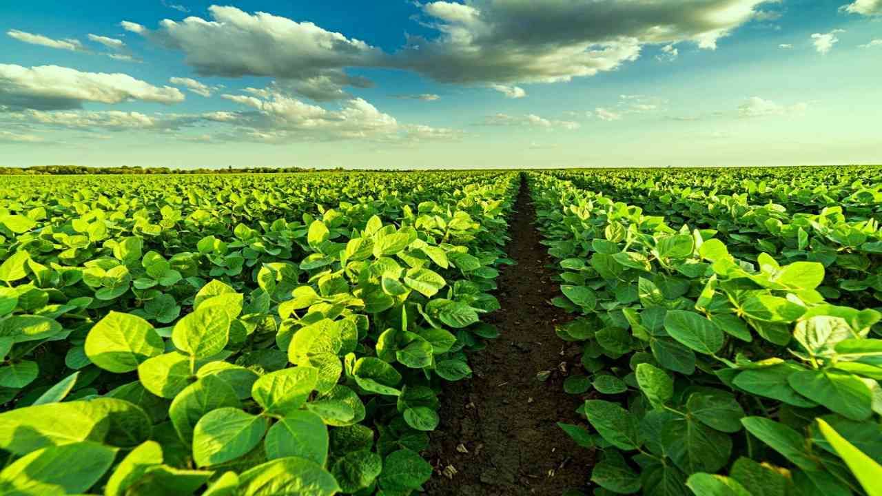 Soybean Farming: ખેડૂતો માટે સારા સમાચાર, હવે નહીં થાય સોયાબીનના ...