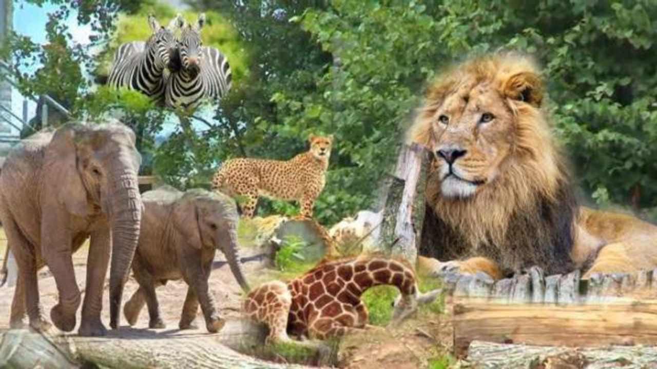 Travel Tips : દેશના એ પાંચ સૌથી મોટા પ્રાણીસંગ્રહાલય જ્યાં બાળકોની સાથે ...