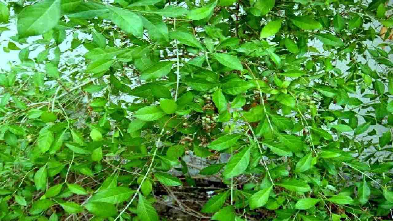 Mehandi Farming: મહેંદીની ખેતીમાં ઓછા રોકાણમાં મળી શકે છે સારો નફો ...