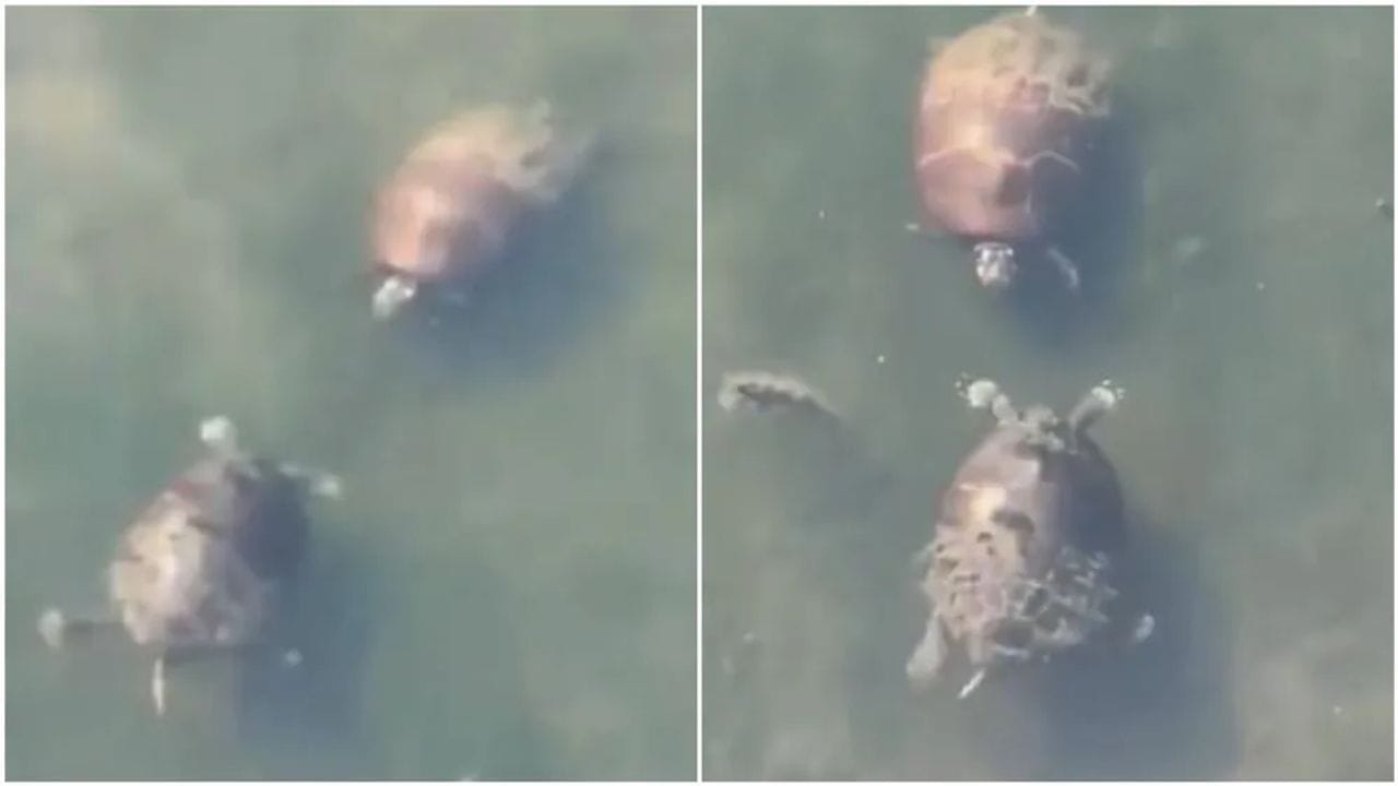 Viral Video: પાણીની નીચે ચોર-પોલીસ રમતા જોવા મળ્યા કાચબા, વીડિયો જોઈને ...