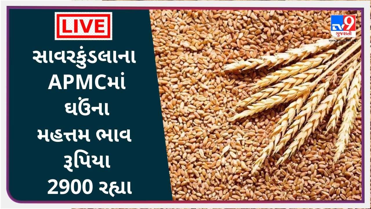 Mandi: સાવરકુંડલાના APMCમાં ઘઉંના મહત્તમ ભાવ રૂપિયા 2900 રહ્યા.,જાણો જુદા-જુદા પાકના ભાવ ...