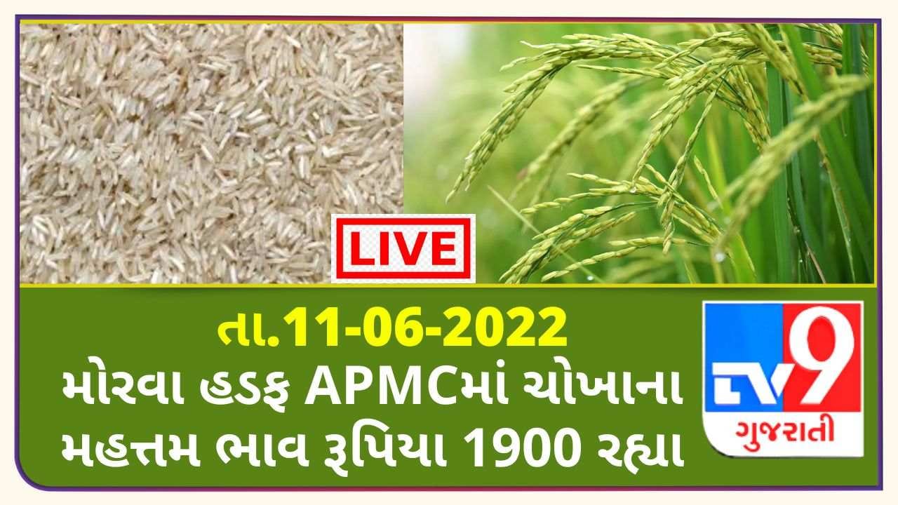 Mandi: પંચમહાલના મોરવા હડફ APMCમાં ચોખાના મહત્તમ ભાવ રૂપિયા 1900 રહ્યા ...