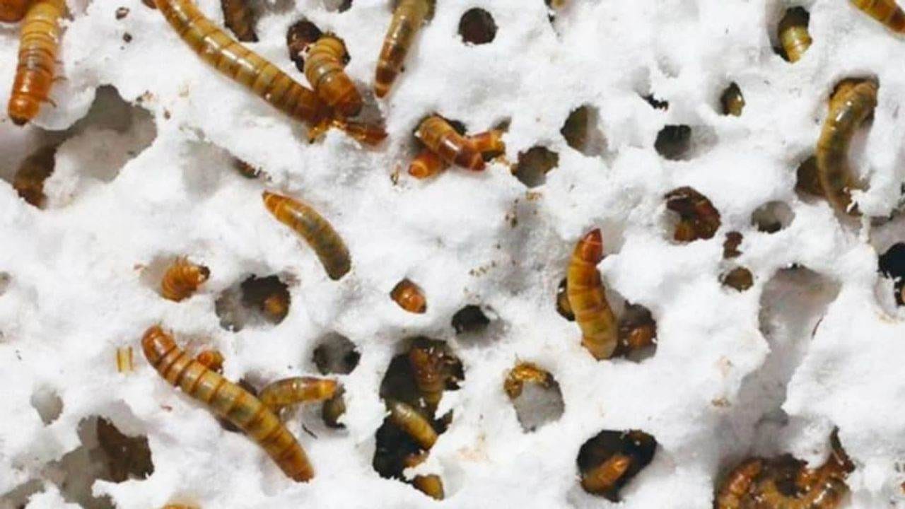 Superworms: શોધકર્તાએ એવા કીડાઓ શોધી કાઢ્યા છે જે પ્લાસ્ટિકના કચરામાંથી ...