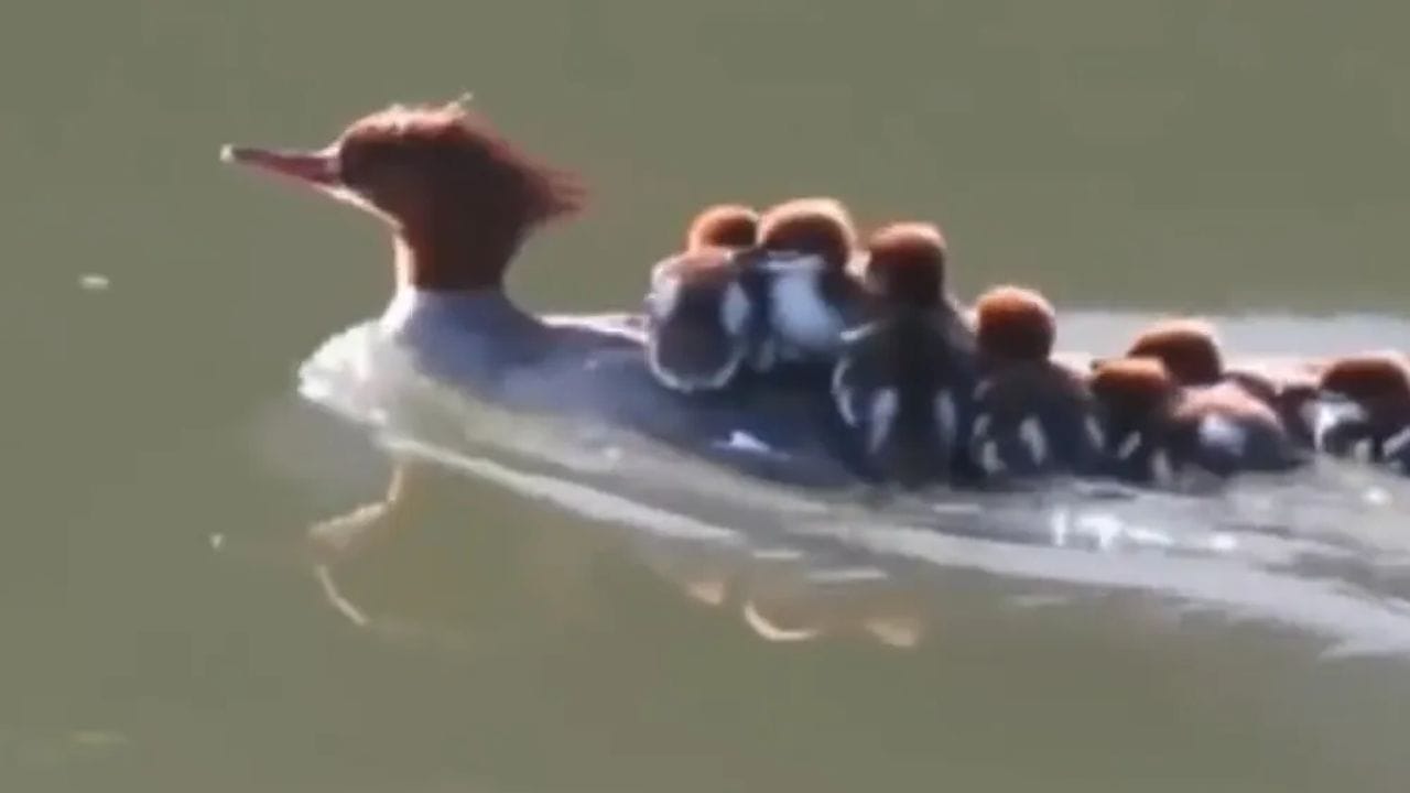 Amazing Video: 'મા તે મા'....બતકે બચ્ચાઓને પીઠ પર બેસાડી કરાવી નદીની ...