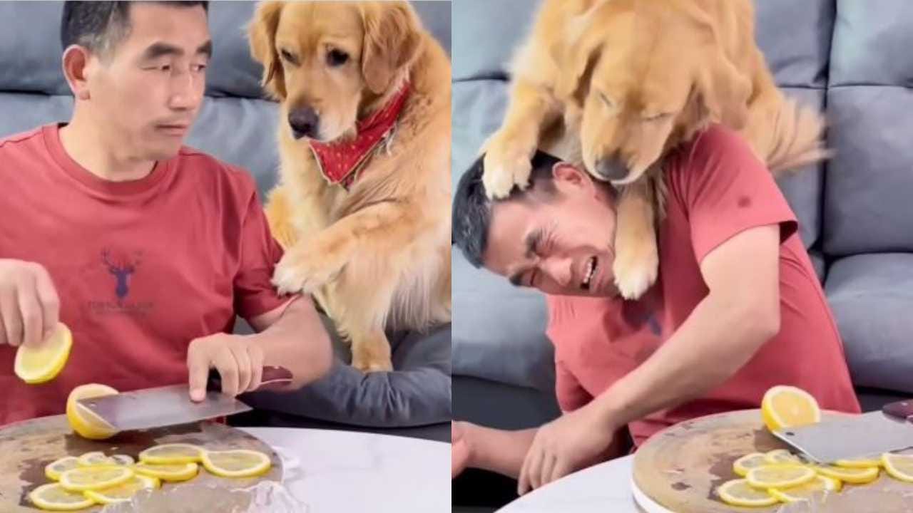 Dog Eats Lemon Viral Video : આ લે લે.....વ્યક્તિએ ડોગીને ચટાડી દીધું ...