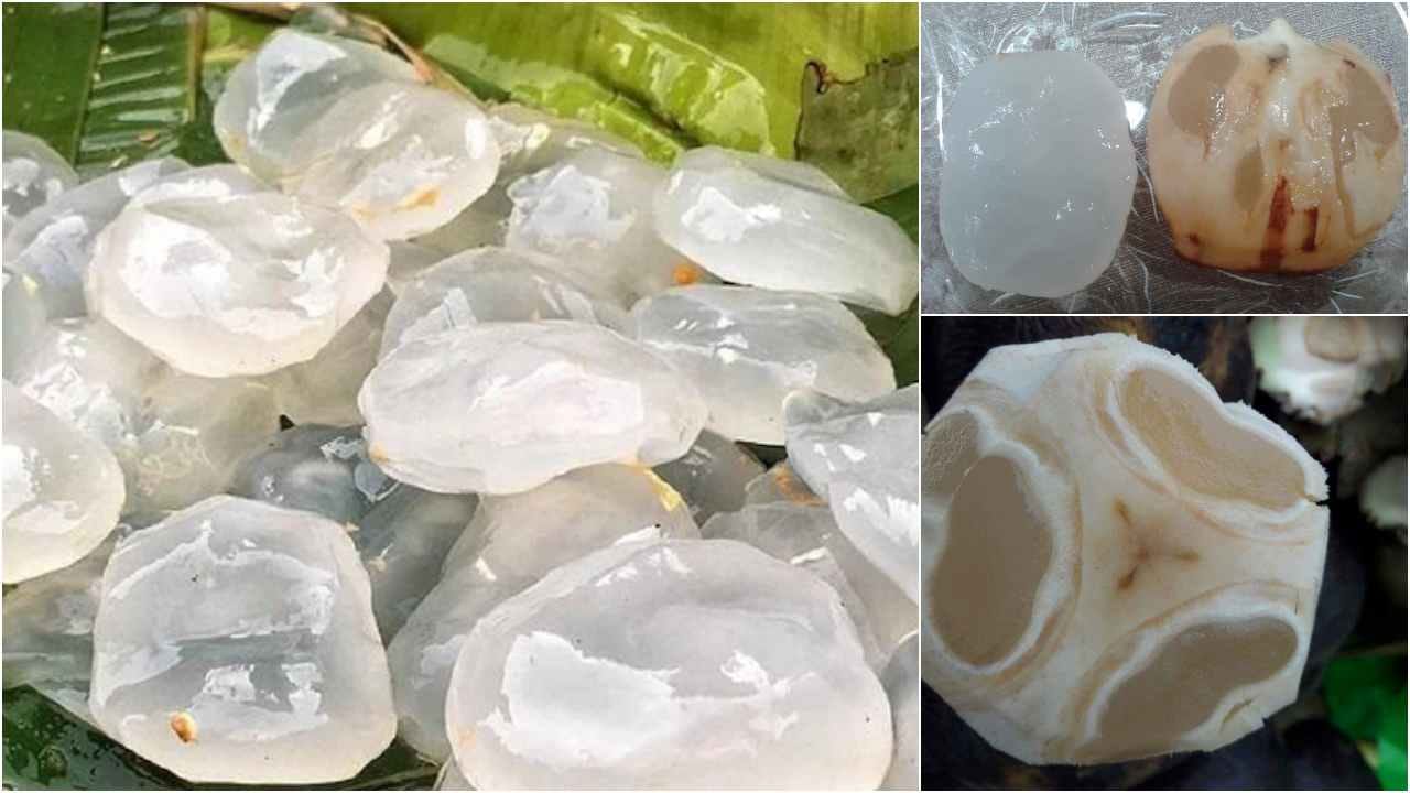 Ice Apple Farming: બરફ જેવા દેખાતા અને ઔષધીય ગુણોથી ભરપૂર આ ફળની ખેતીથી ...