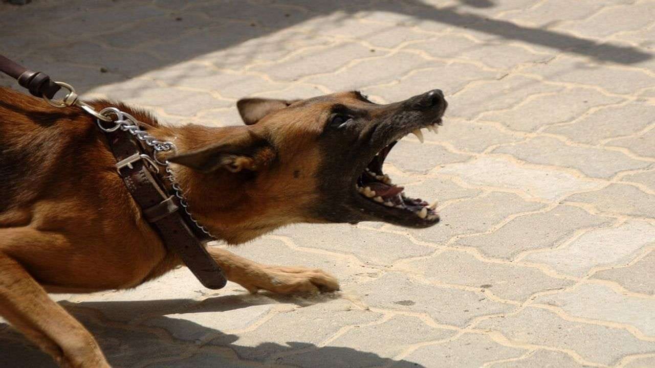 હડકાયા કૂતરાની ઓળખ કેવી રીતે કરવી, જાણો નિષ્ણાત પાસેથી તમામ પ્રશ્નોના ...