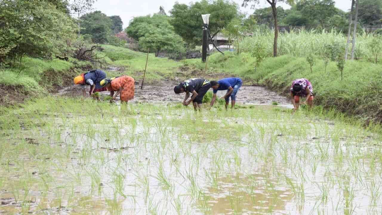 Tapi : તાપી જિલ્લામાં 45 હજાર હેકટર જમીનમાં વિવિધ પાકોનું વાવેતર, સૌથી ...