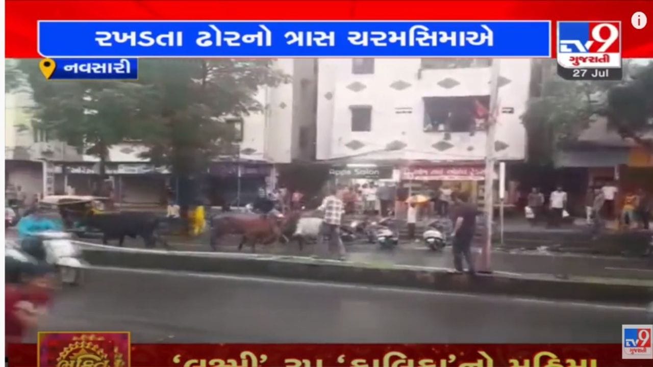 Navsari : રખડતા પશુઓ સામે કાર્યવાહી ન કરનાર પાલિકા સામે પોલીસ ફરિયાદ ...