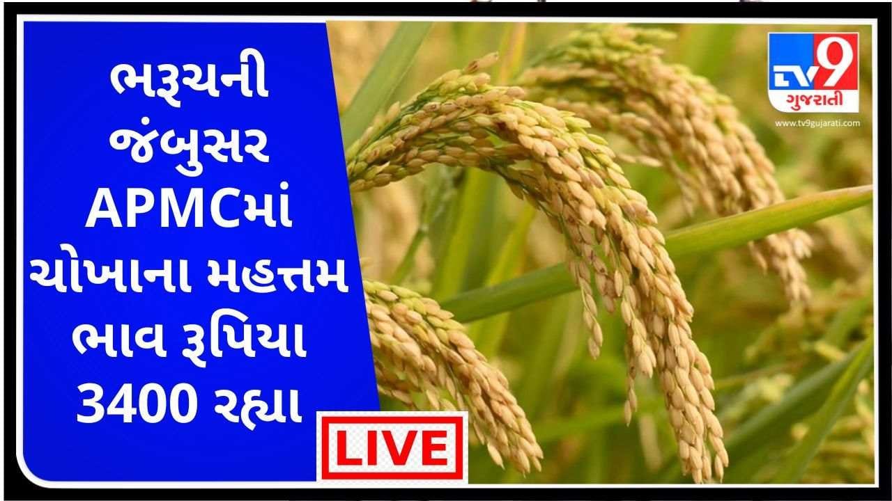 Mandi: ભરૂચના જંબુસરની APMCમાં ચોખાના મહત્તમ ભાવ રૂપિયા 3400 રહ્યા, જાણો જુદા-જુદા પાકના ભાવ ...