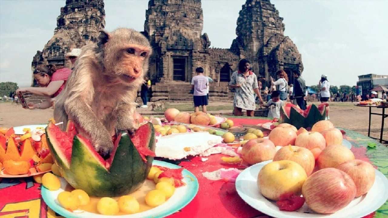 વાંદરાઓની બુફે પાર્ટી ! આ દેશમાં 42 વર્ષોથી ઉજવવામાં આવે છે Monkey ...