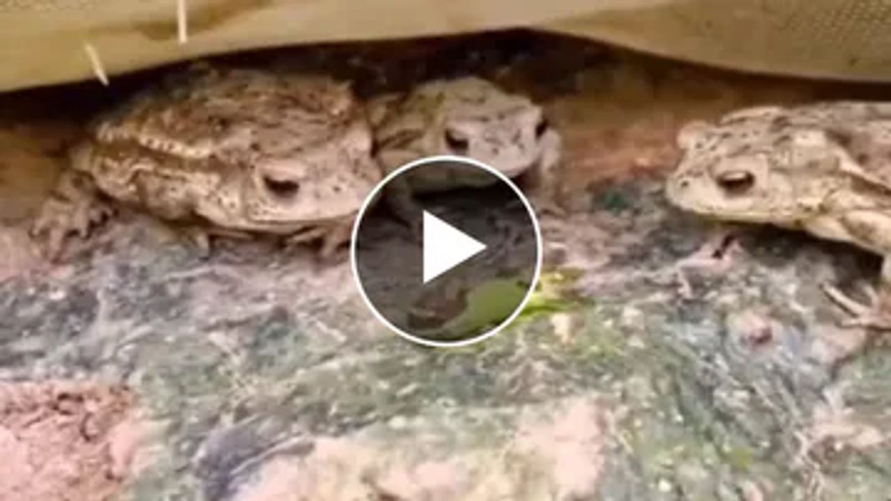 Frogs Video : કીડાને જોતાં જ દેડકાના મોંમા આવ્યું પાણી, કીડો ખાધા બાદ ...