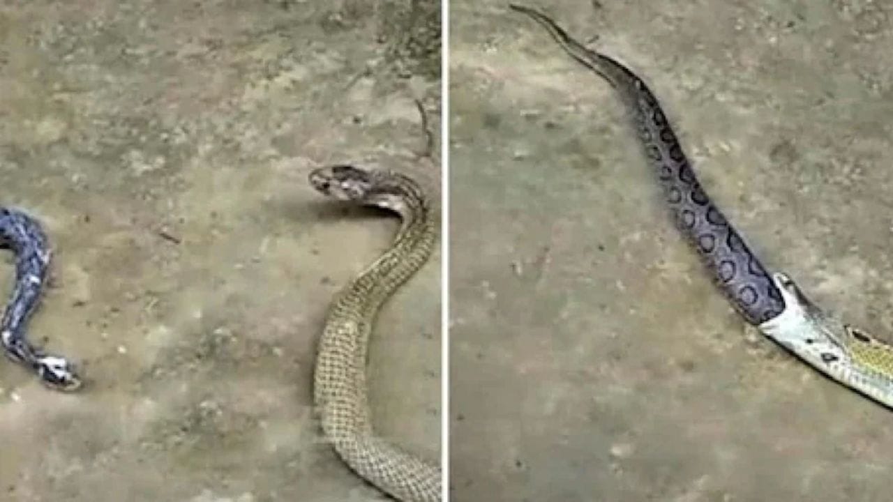 viral video : કિંગ કોબ્રા સાપ ગળી ગયો, દ્રશ્ય જોઇ લોકો હેબતાઇ ગયા, જુઓ ...