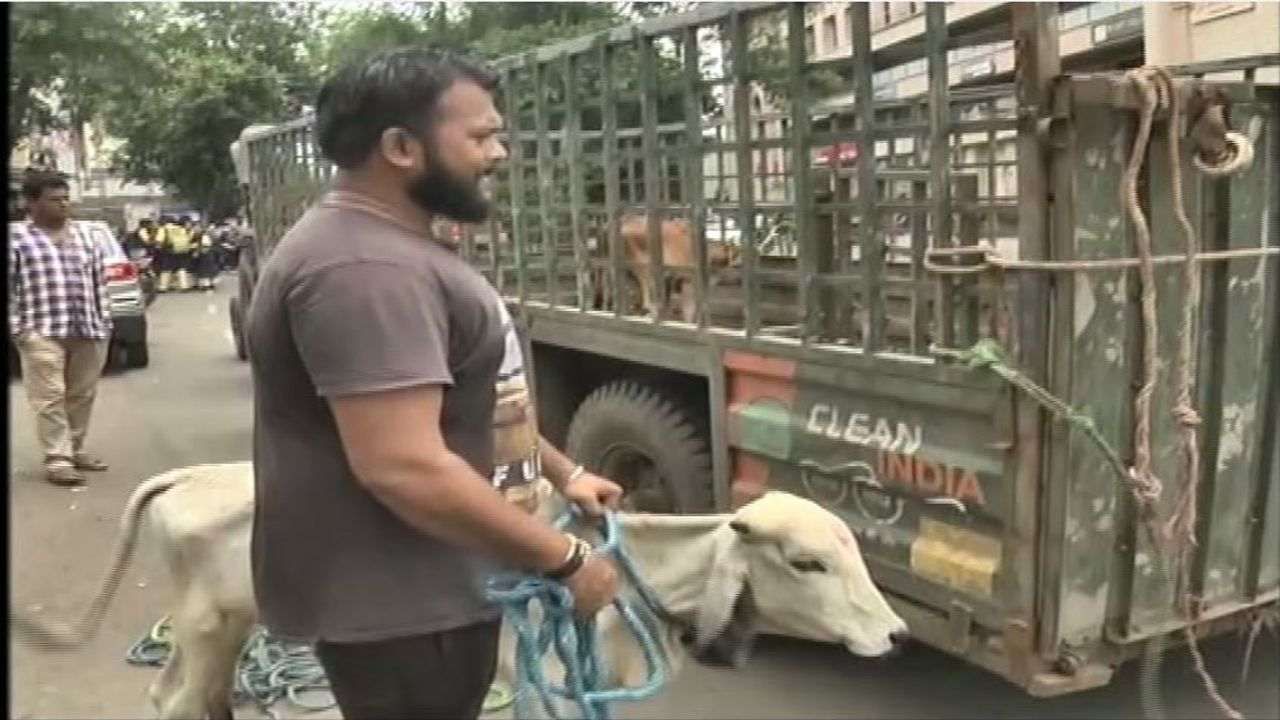 Surat: રખડતા ઢોર મામલે તંત્રની લાલ આંખ, યુદ્ધના ધોરણે ઢોર પકડવાની ...