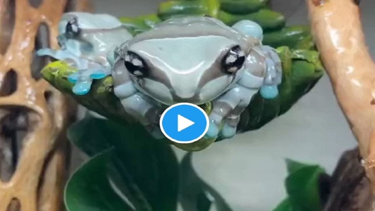 Shocking Video: સફેદ દેડકાનો વીડિયો થયો વાયરલ, વિચિત્ર જીવને જોઈને લોકો ...