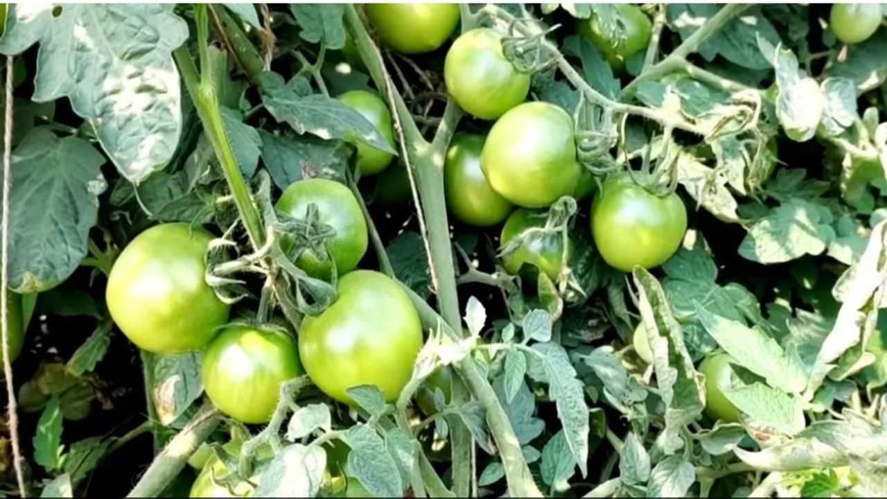 ટામેટાની ખેતીથી ખેડૂતો કરી રહ્યા છે સારો નફો, જાણો આ ખેતી વિશે માહિતી ... ટામેટાની ખેતીથી ખેડૂતો કરી રહ્યા છે સારો નફો, જાણો આ ખેતી વિશે માહિતી ...