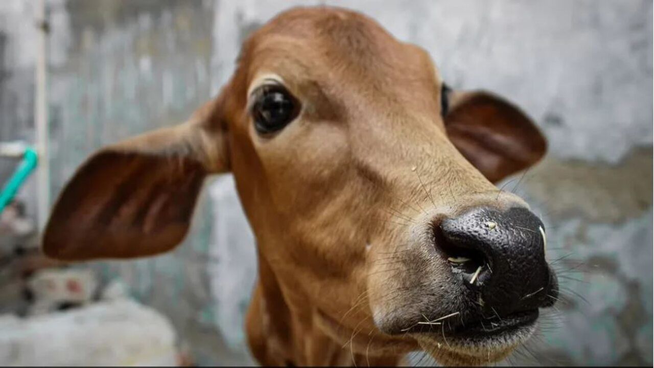 Lumpy skin disease : દેશના 12 રાજ્યોમાં વાઈરસ પહોંચ્યો, 11 લાખથી વધુ ...