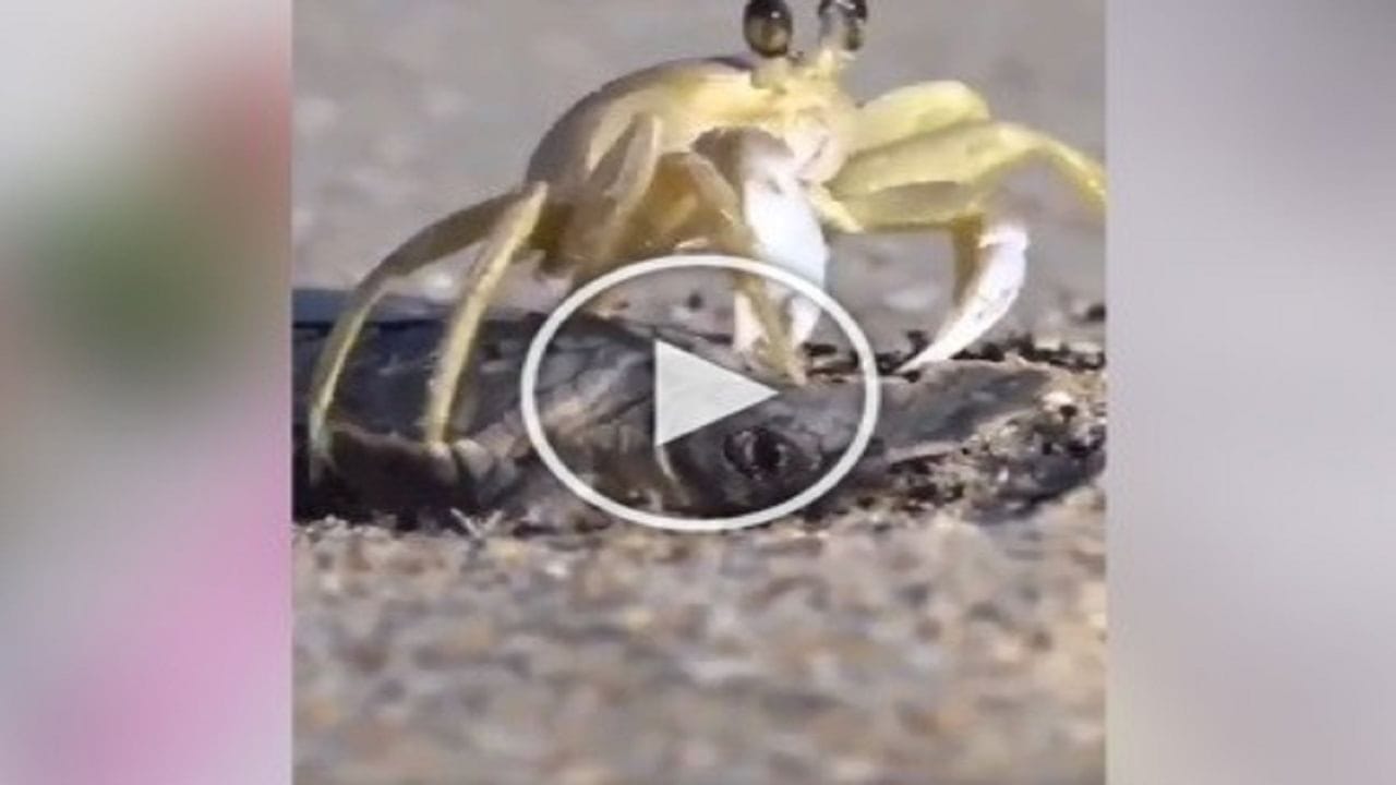 Shocking Viral Video : કરચલાએ નાના કાચબાનો કર્યો શિકાર, ખેંચીને આ રીતે ...