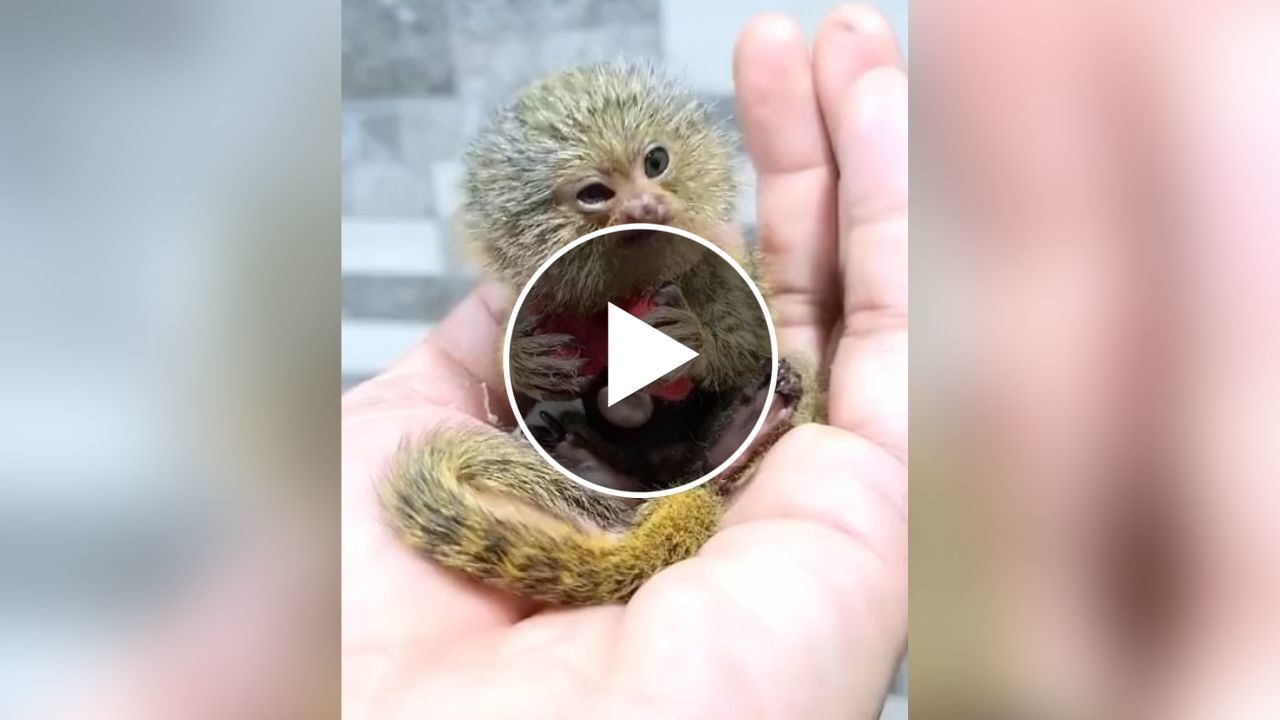Cute Viral Video : શું તમે ક્યારેય હથેળી જેવડો વાંદરો જોયો છે? Cutenessએ જીત્યા લોકોના દિલ ...
