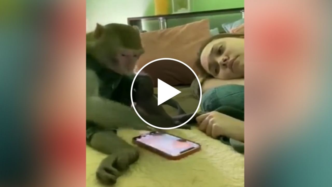 મોબાઈલ ચલાવતી વખતે વાંદરો ખૂબ આનંદથી ખાતો જોવા મળ્યો; 10 Viral Video જુઓ - Gujarati News ...