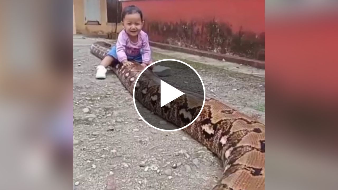 Viral Video ખતરનાક અજગર સાથે રમતી જોવા મળી બાળકી લોકો પણ વીડિયો જોઈ રહી ગયા સ્તબ્ધ Gujarati