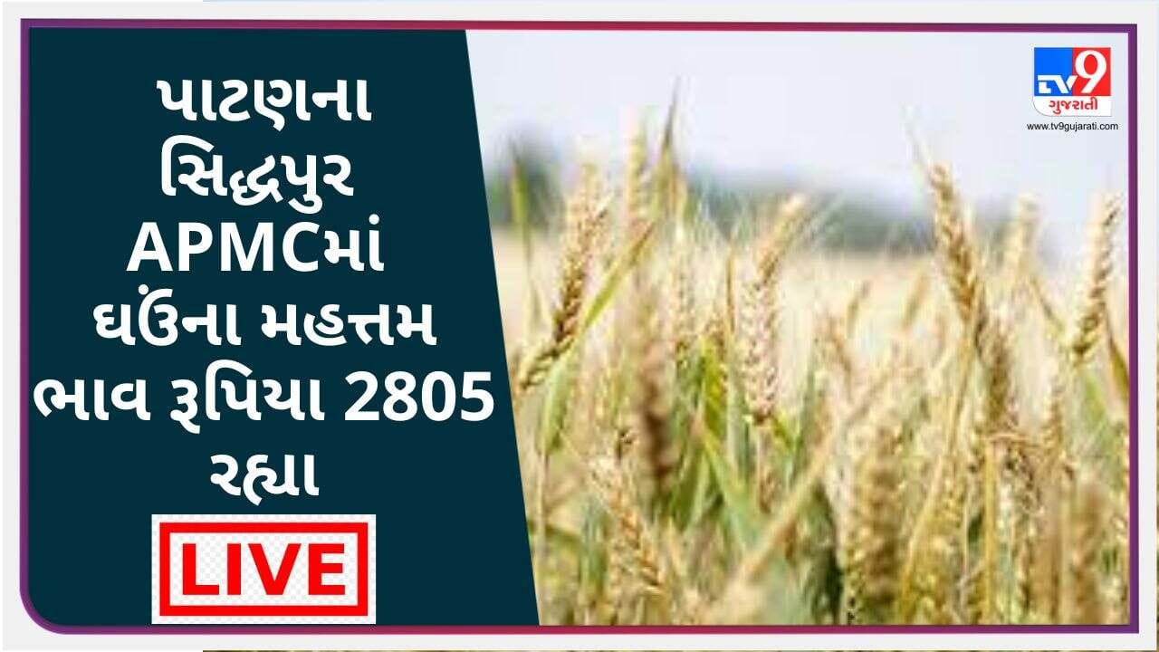Mandi : પાટણના સિદ્ધપુર APMCમાં ઘઉંના મહત્તમ ભાવ રૂપિયા 2805 રહ્યા ...