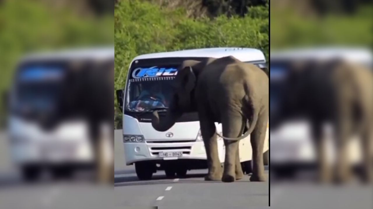 માણસોની જેમ રોકી બસ, ગજરાજને પણ બેસવું હતું બસમાં પરંતુ થયું કંઈક આવું ...