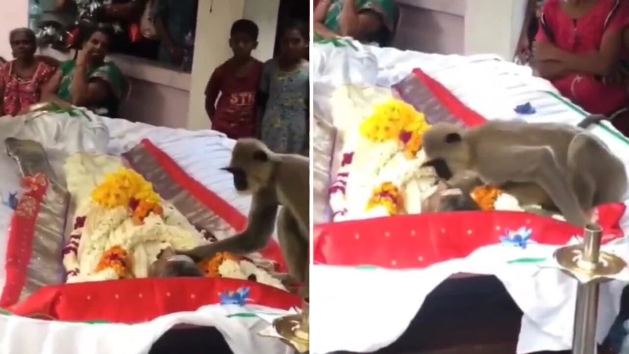 વાયરલ વીડિયો : અંતિમ સંસ્કાર સમયે મૃતદેહને જગાડવા લાગ્યો વાંદરો, કારણ ...