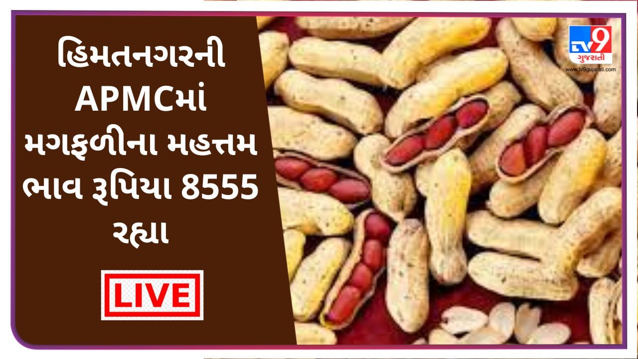 Mandi : હિમતનગરની APMCમાં મગફળીના મહત્તમ ભાવ રૂપિયા 8555 રહ્યા, જાણો જુદા-જુદા પાકના ભાવ ...
