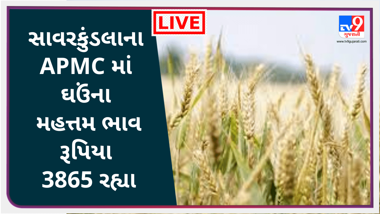 Mandi: સાવરકુંડલાના APMC માં ઘઉંના મહત્તમ ભાવ રૂપિયા 3865 રહ્યા,જાણો જુદા-જુદા પાકના ભાવ ...