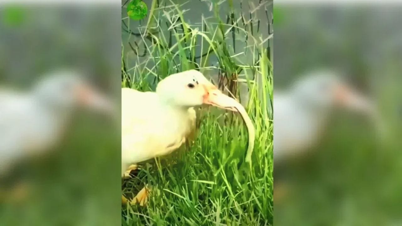 VIDEO: બતકે આંખના પલકારામાં ઝેરી સાપનો શિકાર કર્યો, નૂડલ્સની જેમ ગળી ...