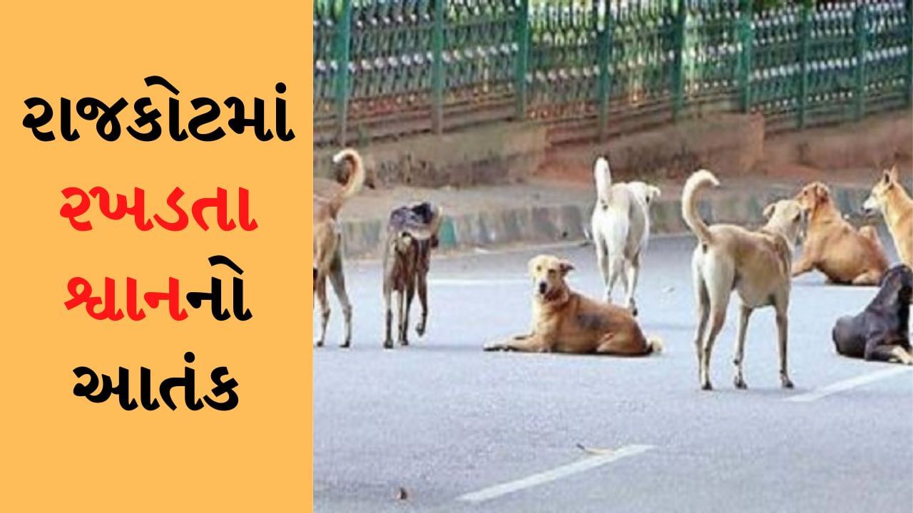 રાજકોટ શહેરમાં રખડતાં શ્વાનનો આતંક, એક વર્ષમાં 6500થી વધુ લોકોને શ્વાન ...
