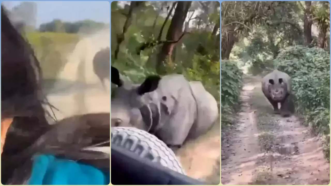 Shocking Viral Video: ગેંડાનો ગુસ્સો જોઈ ડરી ગયા લોકો, મહિલાની ચીસોએ આખું જંગલ ગજાવ્યું ...