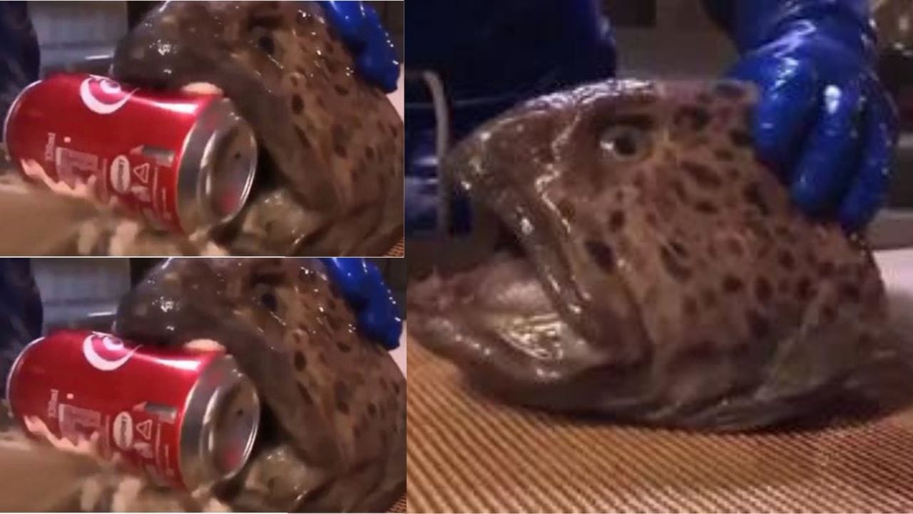 Viral Video : માથાના ભાગથી કપાયેલી ખતરનાક માછલીનો વીડિયો થયો વાયરલ ...