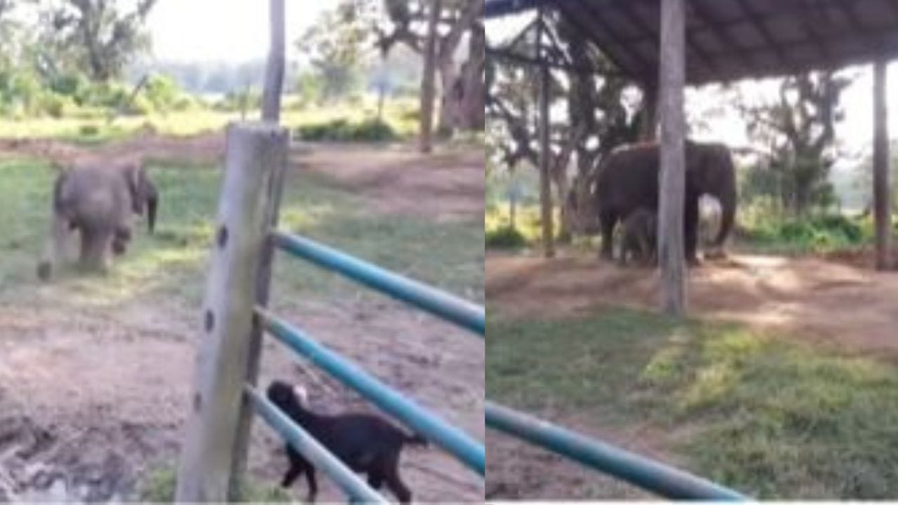 Viral Video : બકરીને જોઈ ડરીને ભાગી ગયુ હાથીનું બચ્ચુ, યુઝર્સને ખુબ ...