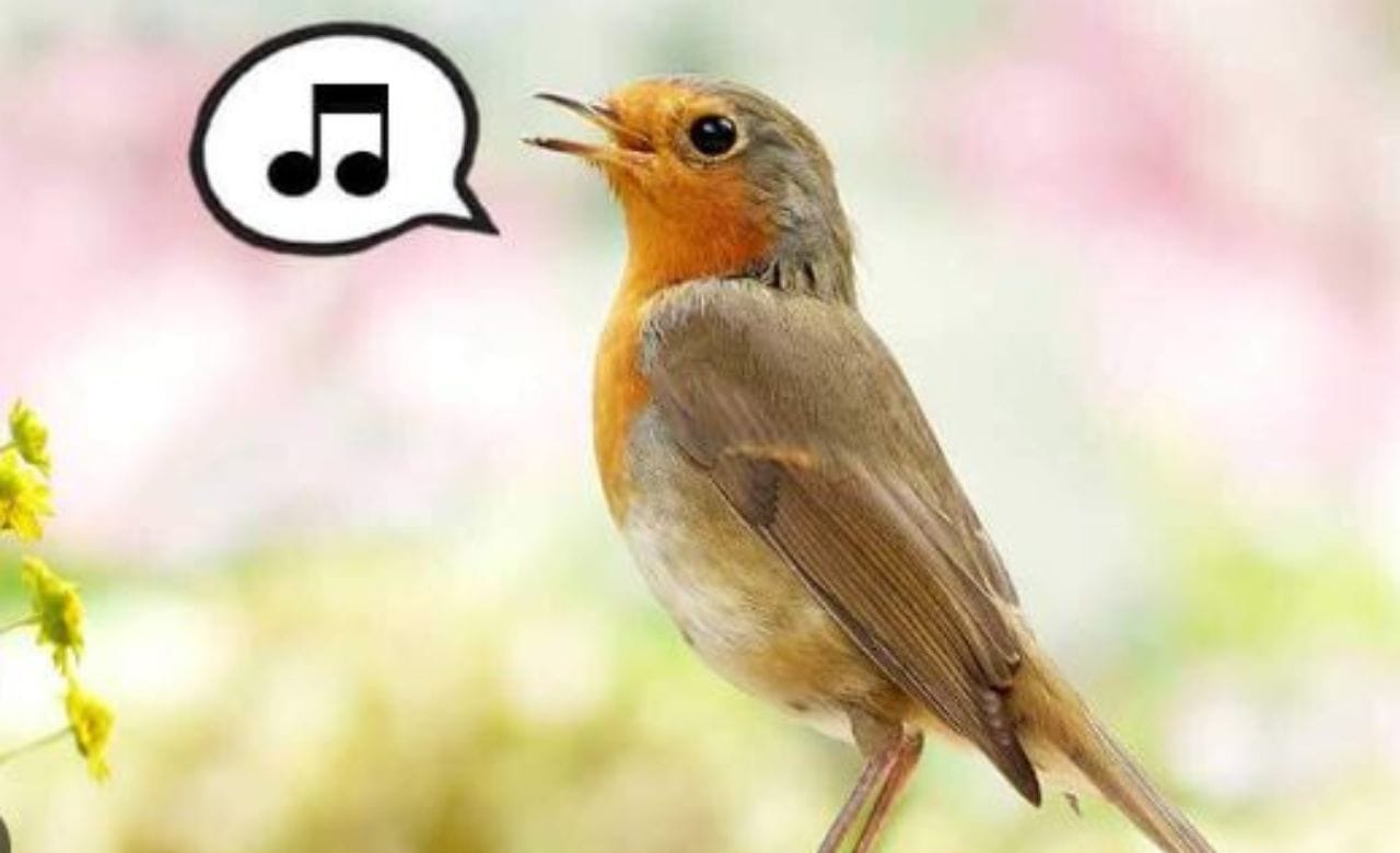 Knowledge : સવાર-સવારમાં પક્ષીઓ 'કલરવ' કરે છે, તેની પાછળનું વિજ્ઞાન શું ...