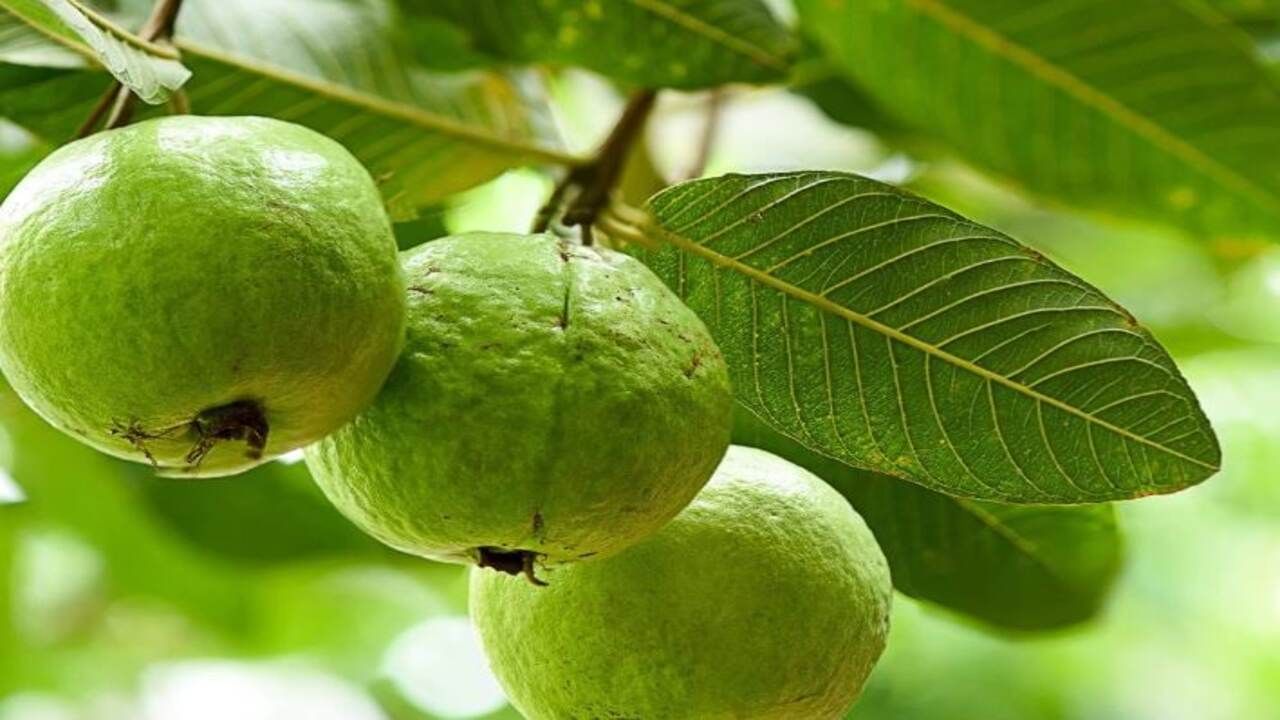 બાળકોના આહારમાં જામફળનો સમાવેશ કરો, ઘણા રોગો દૂર થશે - Gujarati News ...