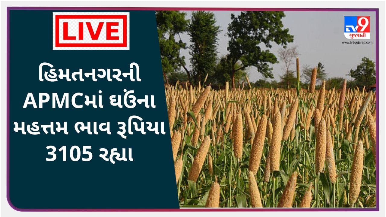 Mandi : હિમતનગરની APMCમાં ઘઉંના મહત્તમ ભાવ રૂપિયા 3105 રહ્યા, જાણો જુદા-જુદા પાકના ભાવ ...
